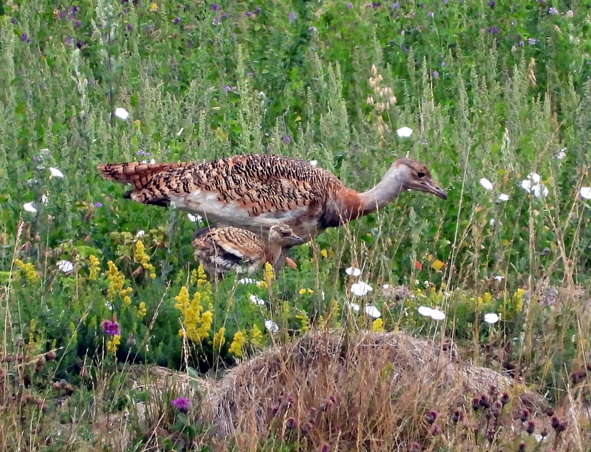 The Great Bustard Safari - Visit Pewsey Vale