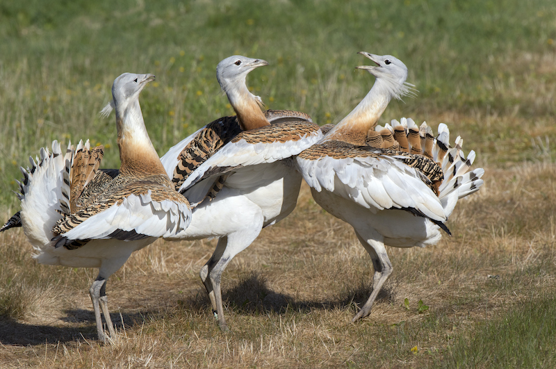 The Great Bustard Safari - Visit Pewsey Vale